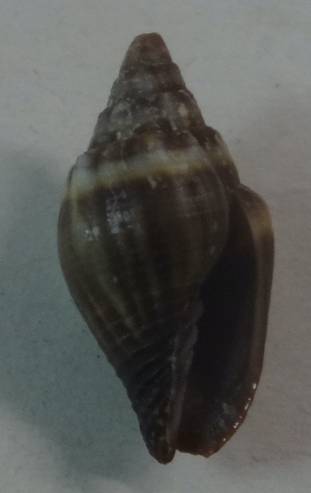 shellauction.net :: Strigatella tristis - 3578754