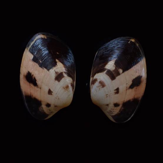 shellauction.net :: Tapes literatus - 3578767