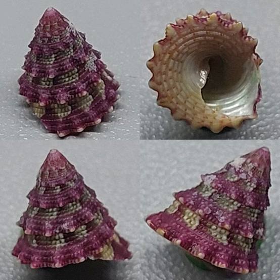 shellauction.net :: Trochus cumingii - 3578930