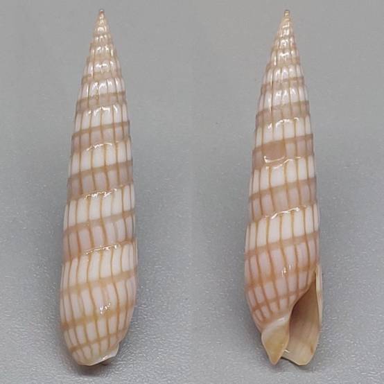 shellauction.net :: Hastula solida - 3578980