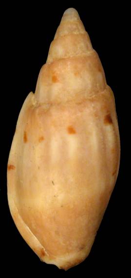 shellauction.net :: Lyria pauljohnsoni - 3579131