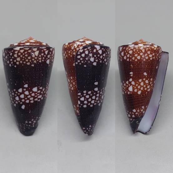 shellauction.net :: Conus victor - 3579302