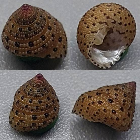 shellauction.net :: Clanculus clanguloides - 3579384