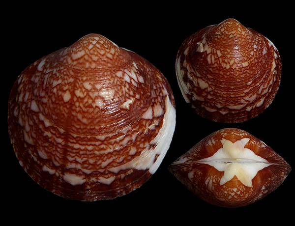 shellauction.net :: Glycymeris scripta - 3579633