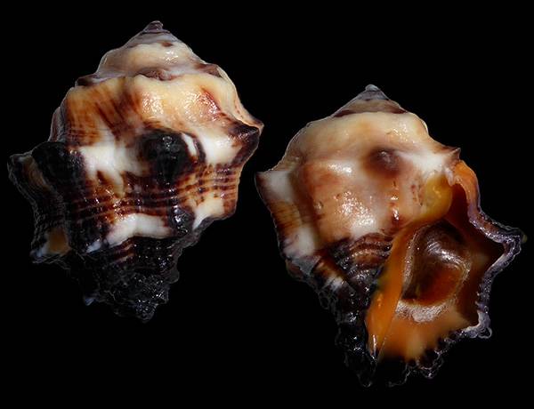 shellauction.net :: Morula chrysostoma - 3579636