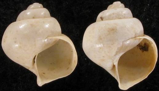 shellauction.net :: Neothauma tanganyicense - 3579690