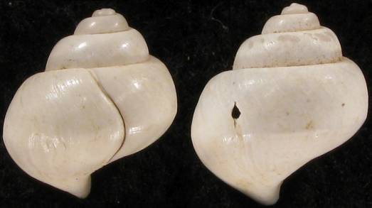 shellauction.net :: Neothauma tanganyicense - 3579690