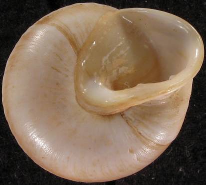 shellauction.net :: Lucerna lamarckii - 3579733