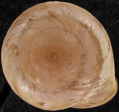 shellauction.net :: Lucerna lamarckii - 3579733