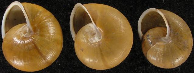 shellauction.net :: Mesodon andrewsae - 3579745