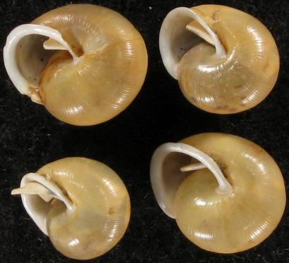 shellauction.net :: Mesodon clausus - 3579746