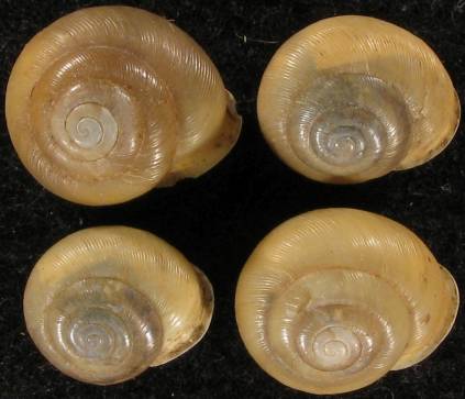 shellauction.net :: Mesodon clausus - 3579746