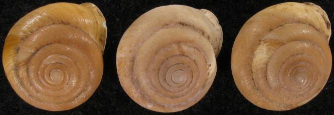 shellauction.net :: Mesodon elevatus - 3579747