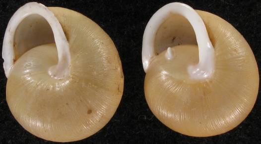 shellauction.net :: Mesodon zaletus - 3579750