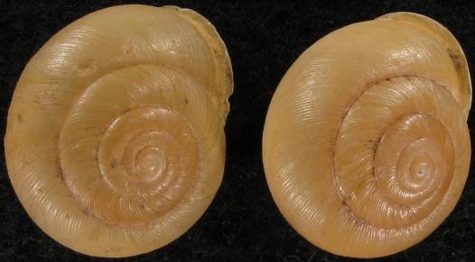 shellauction.net :: Mesodon zaletus - 3579750