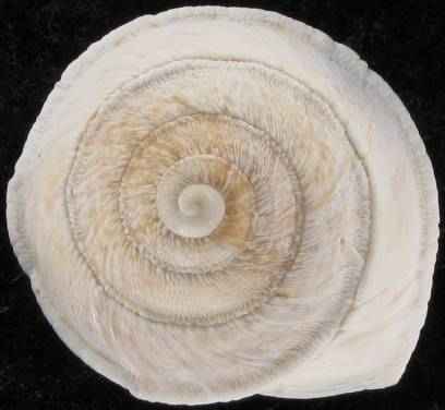 shellauction.net :: Sphincterochila pardoi - 3579774