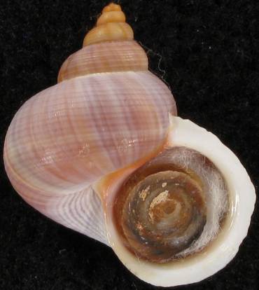 shellauction.net :: Tropidophora tricarinata f. ambodiarensis - 3579812