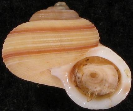 shellauction.net :: Tropidophora virgo - 3579816