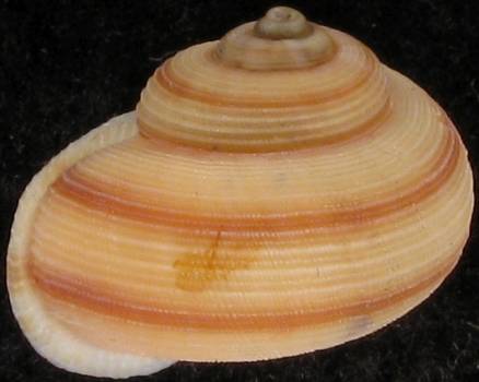 shellauction.net :: Tropidophora virgo - 3579816