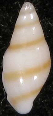 shellauction.net :: Dentimargo aureocincta - 3579840