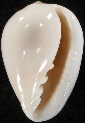 shellauction.net :: Prunum labiatum - 3579851