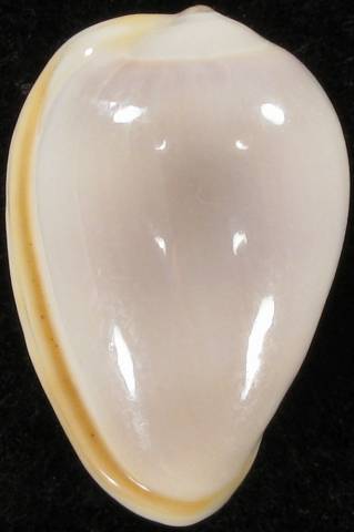 shellauction.net :: Prunum labiatum - 3579851