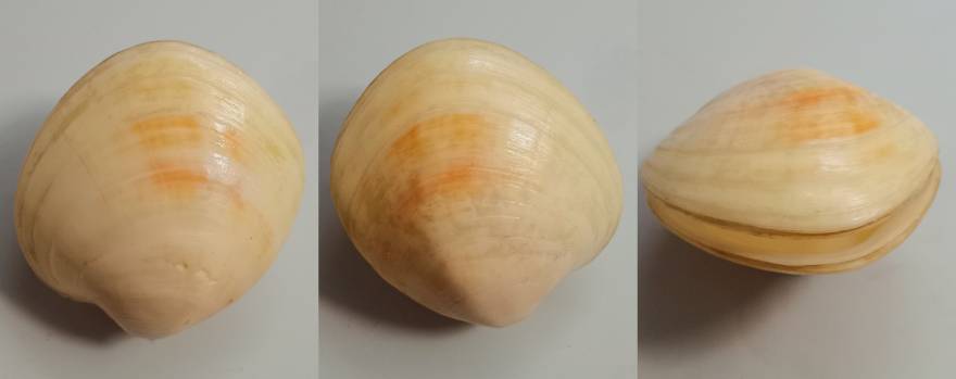 shellauction.net :: Samarangia quadrangularis - 3579853