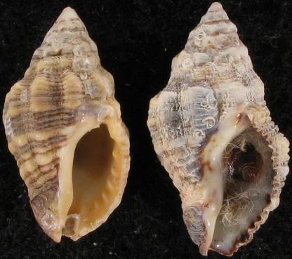 shellauction.net :: Cronia aurantiaca - 3579859