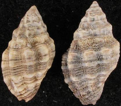 shellauction.net :: Cronia aurantiaca - 3579859