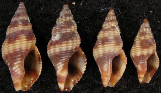 shellauction.net :: Engina australis - 3579861