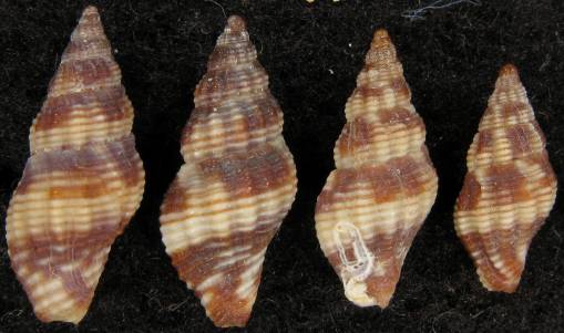 shellauction.net :: Engina australis - 3579861