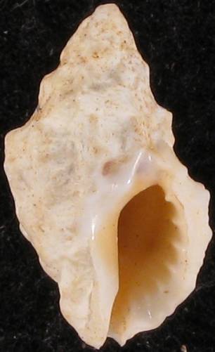 shellauction.net :: Pascula ochrostoma - 3579870