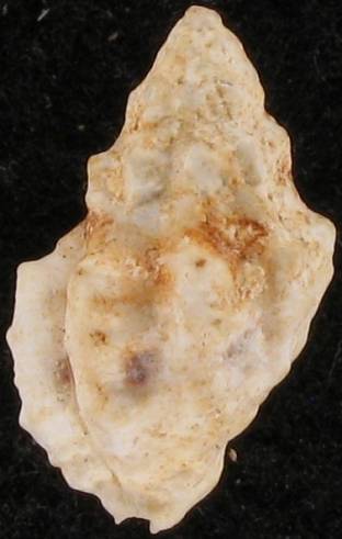 shellauction.net :: Pascula ochrostoma - 3579870