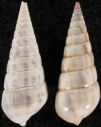 shellauction.net :: Longchaeus maculosus - 3579879