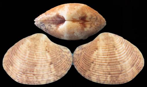 shellauction.net :: Paphia sulcosa - 3579912