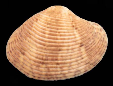 shellauction.net :: Paphia sulcosa - 3579912