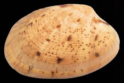 shellauction.net :: Paphia paphia - 3579919