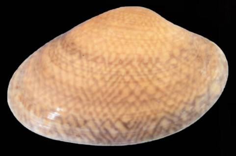 shellauction.net :: Paphia textile - 3579920