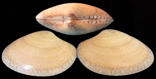 shellauction.net :: Paphia textile - 3579924