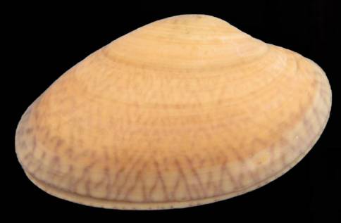 shellauction.net :: Paphia textile - 3579924