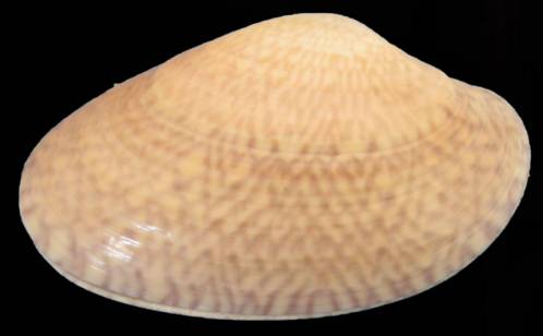 shellauction.net :: Paphia textile - 3579925