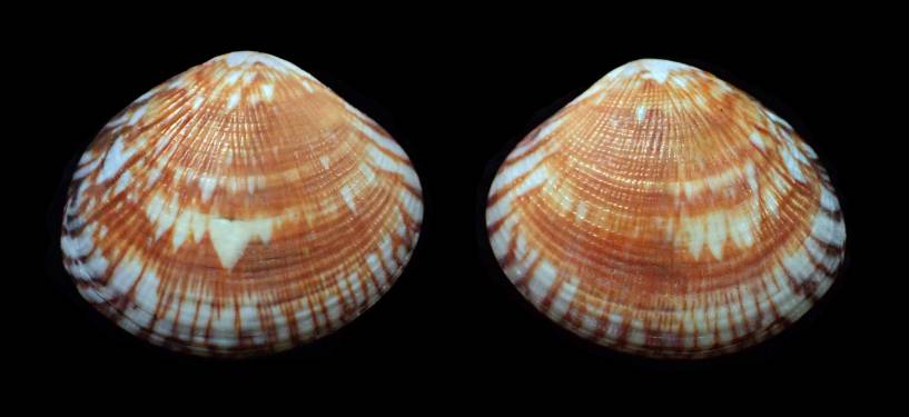 shellauction.net :: Tapes literatus - 3580128