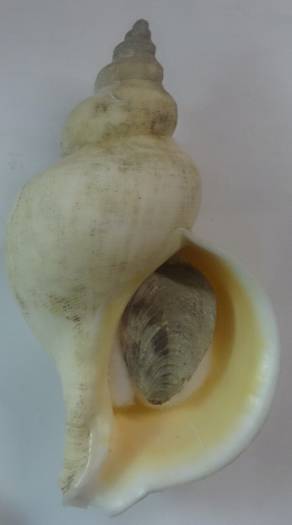 shellauction.net :: Neptunea antiqua - 3580389