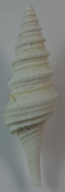 shellauction.net :: Gemmula cosmoi - 3580429