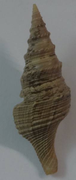 shellauction.net :: Turricula javana - 3580439