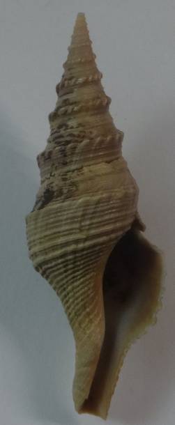 shellauction.net :: Turricula javana - 3580439