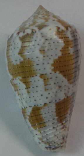 shellauction.net :: Conus achatinus - 3580484