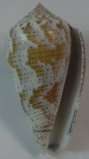 shellauction.net :: Conus achatinus - 3580484