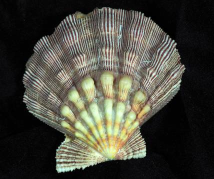 shellauction.net :: Nodipecten nodosus - 3580511