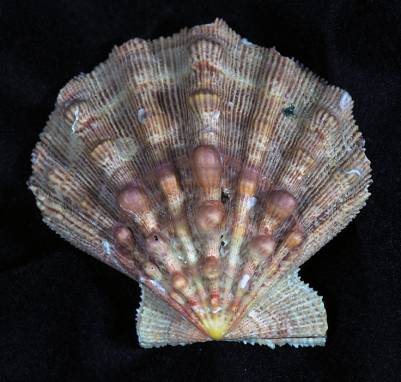 shellauction.net :: Nodipecten nodosus - 3580511